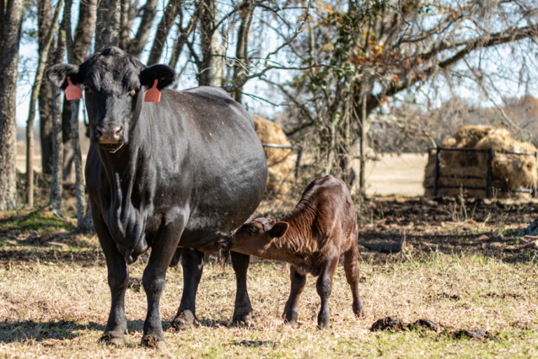Applying the Concept of Relative Age Effect to Our Calf Crop | UGA Beef ...