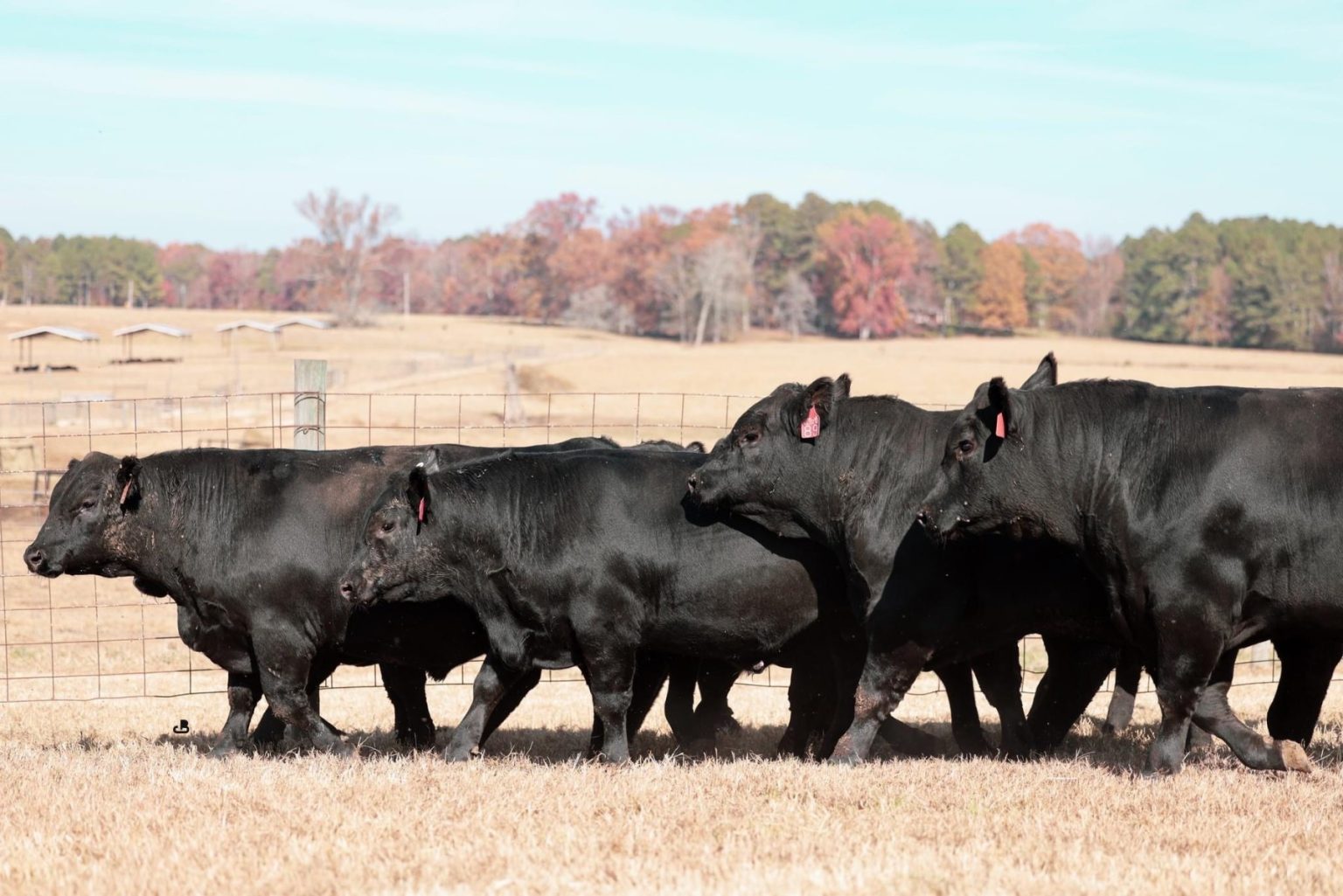 Live Animal Programs | UGA Beef Team