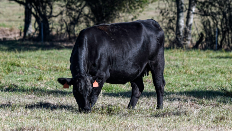 Fall Forage Management Checklist | UGA Beef Team
