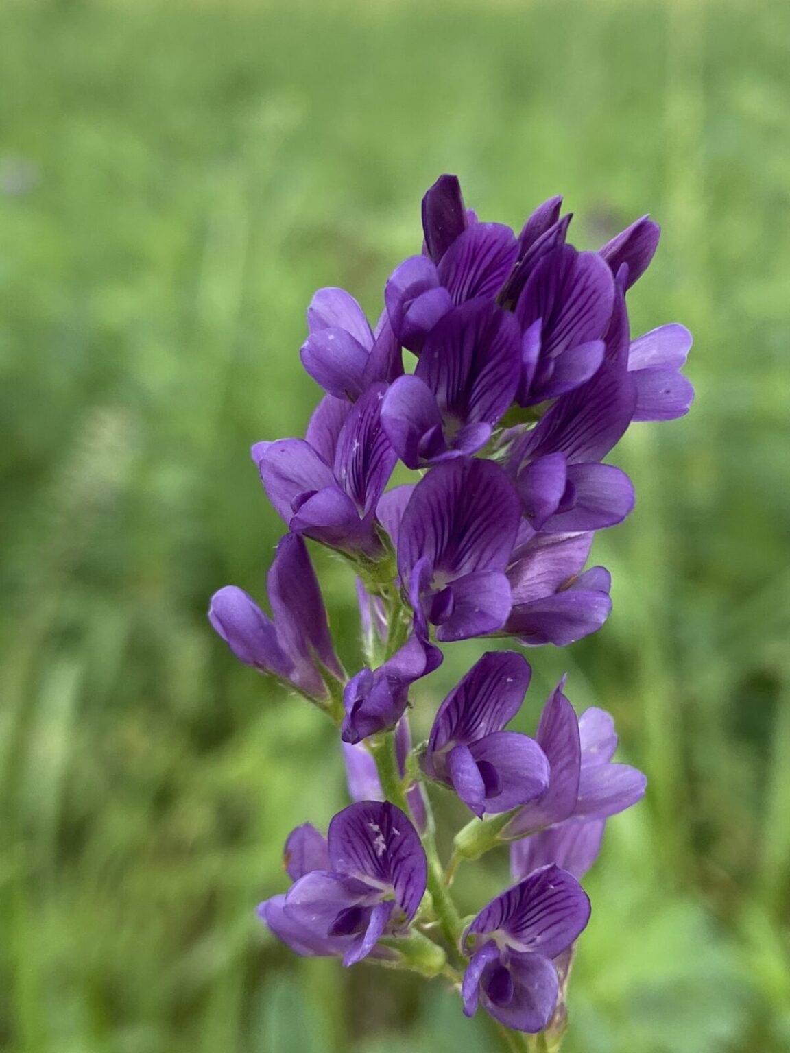 The Queen of Forages: Alfalfa’s History in Georgia | UGA Beef Team