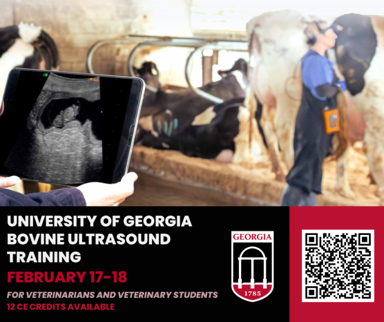 Bovine Ultrasound Training | UGA Beef Team